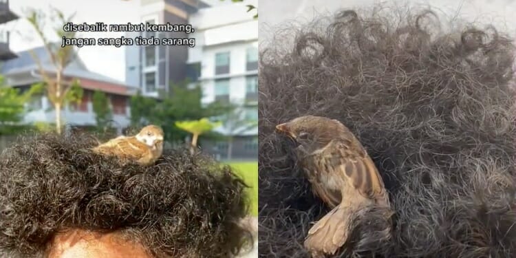 Burung Selamba Lepak Dalam Rambut Pemuda Ini – Lubuk Maklumat Press